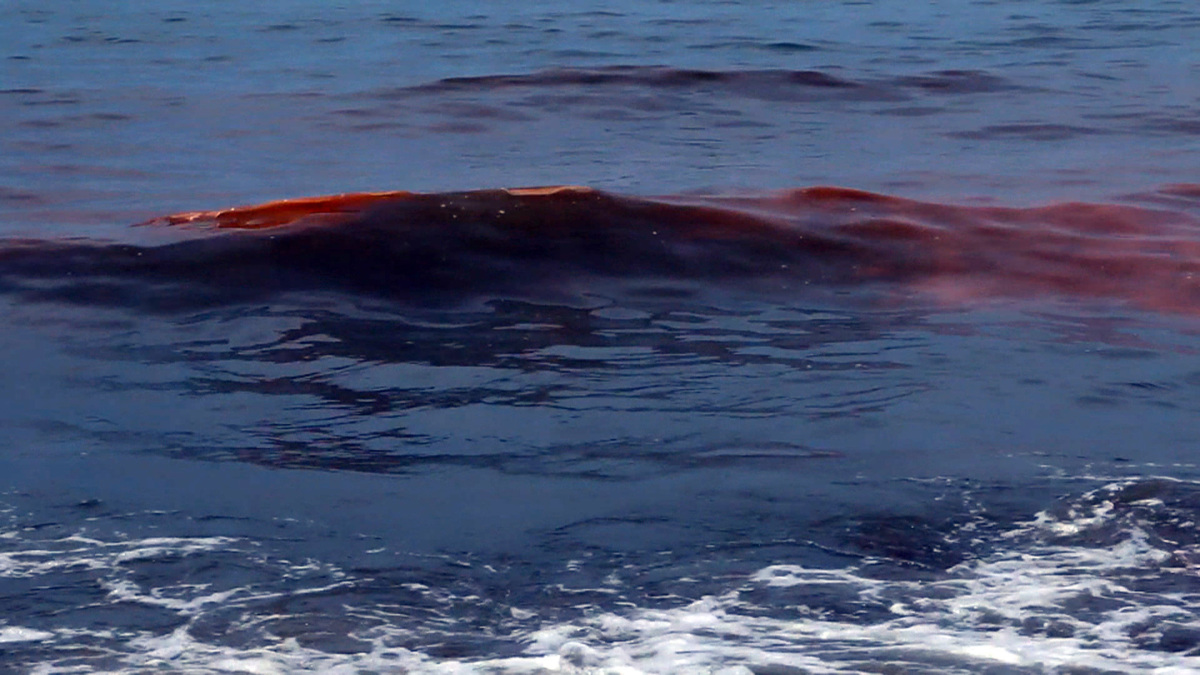 Rode substantie in water blijkt Zeevonk