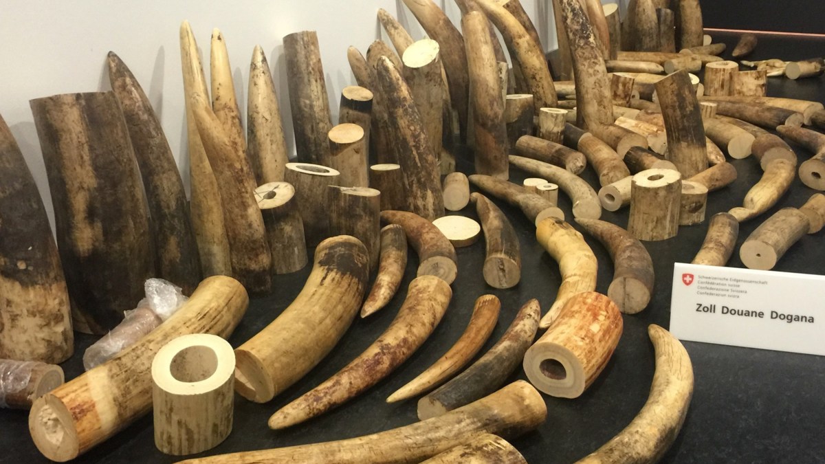 Chinezen gepakt met 262 kilo ivoor