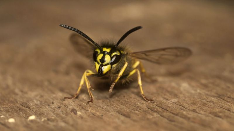 Tips tegen vervelende wespen