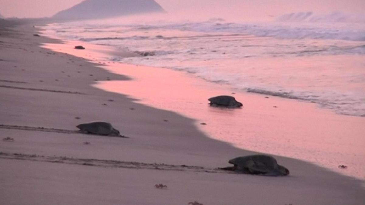 Dieven stelen eieren van bedreigde schildpadden