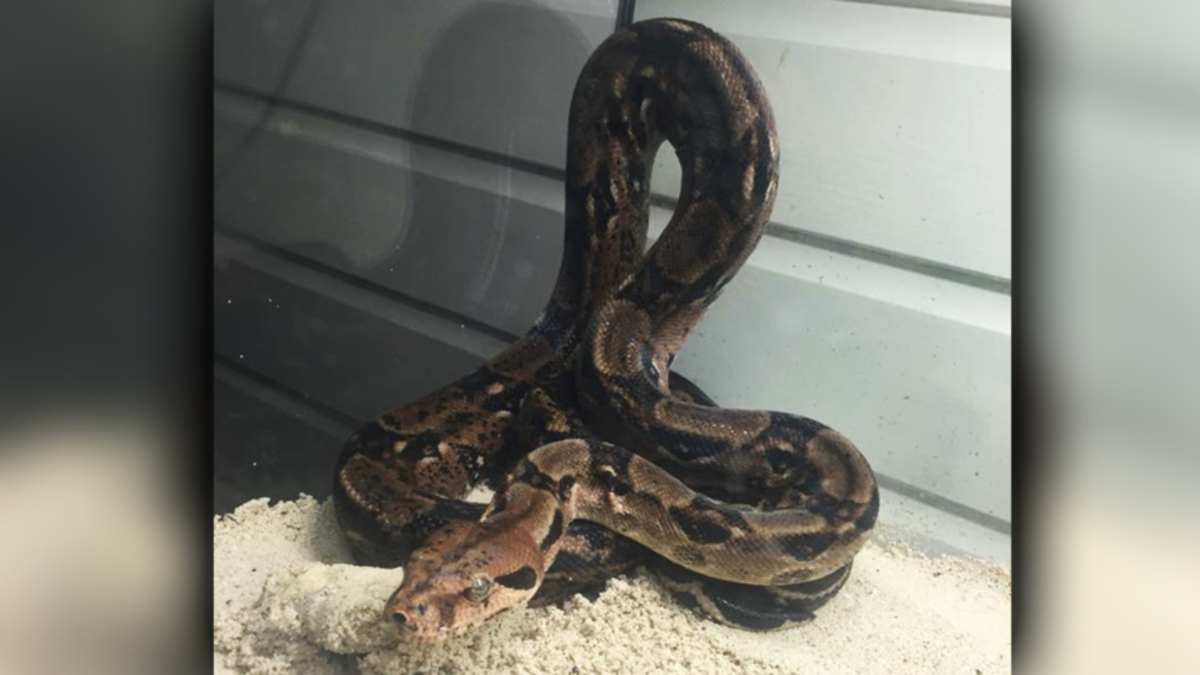 Wurgslang van twee meter ontsnapt
