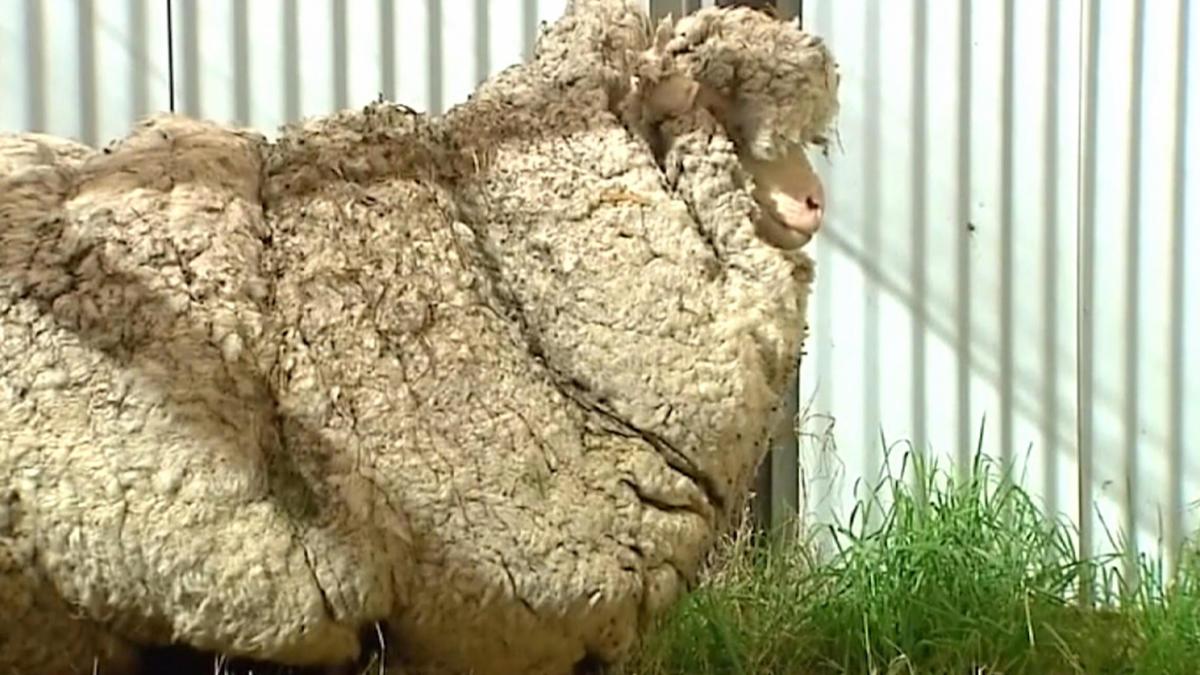 Record: schaap Chris heeft 42 kilo wol