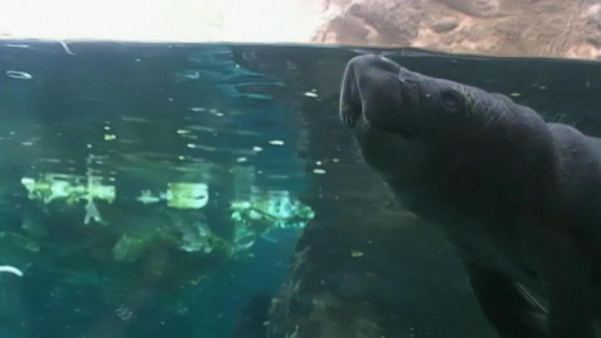 Italianen blij met eerste zeekoe-pup