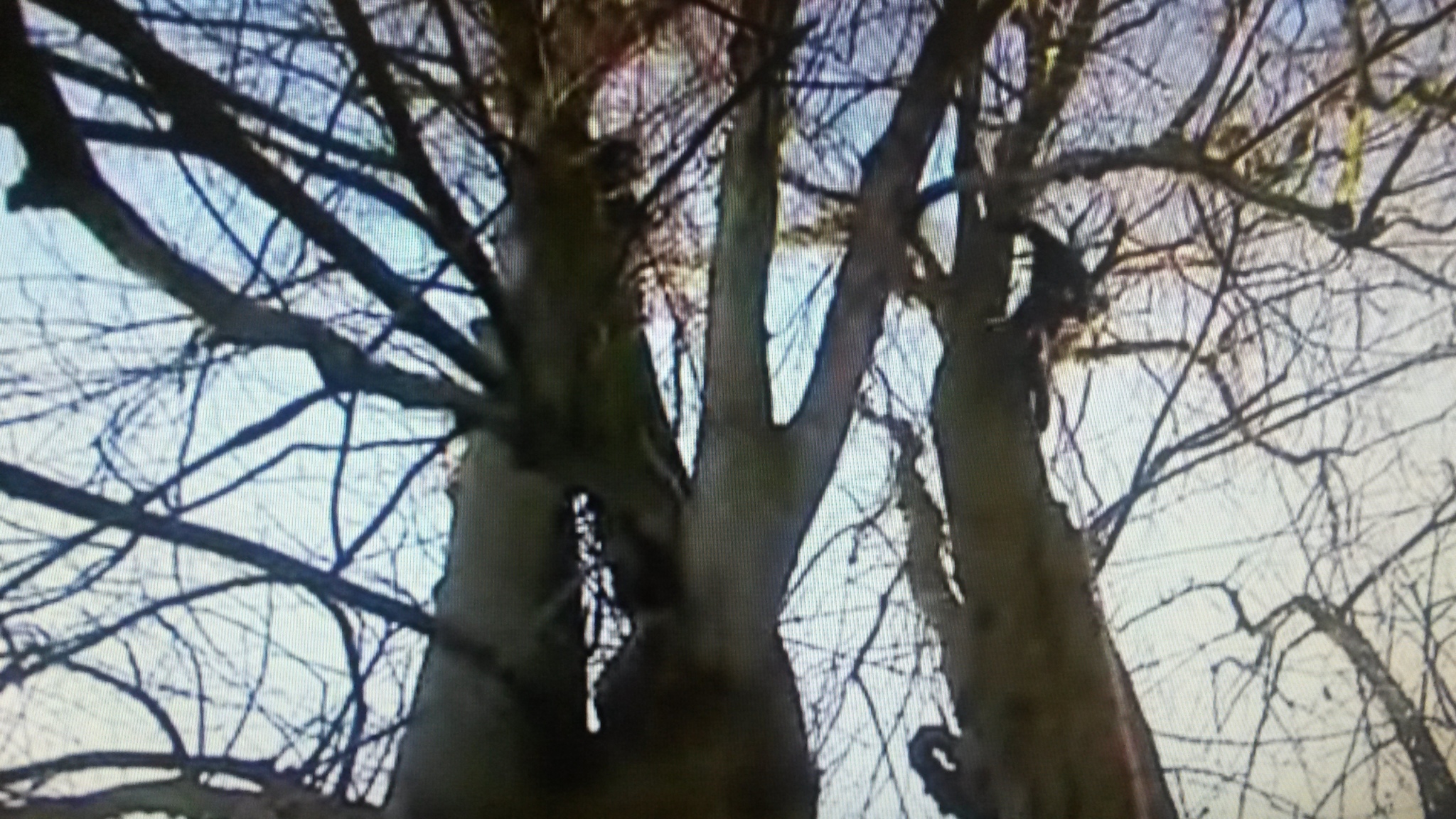 Oudste lindeboom van Nederland wordt gesnoeid | NOS