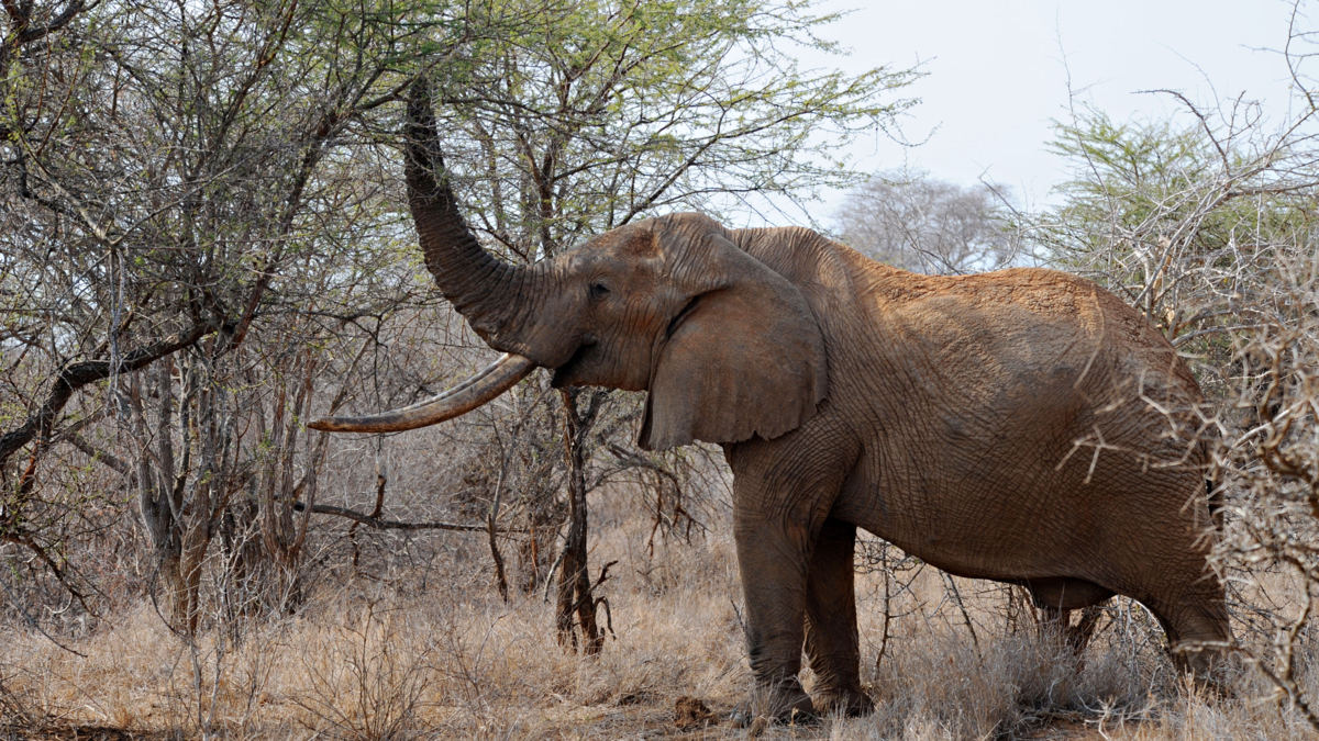 Duitser doodt enorme olifant in Zimbabwe