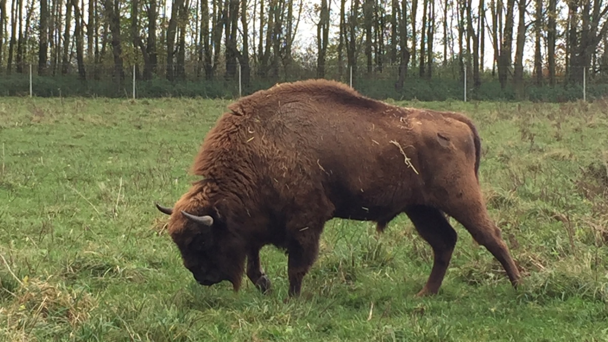 Zeldzame wisent in Nederlands natuurpark