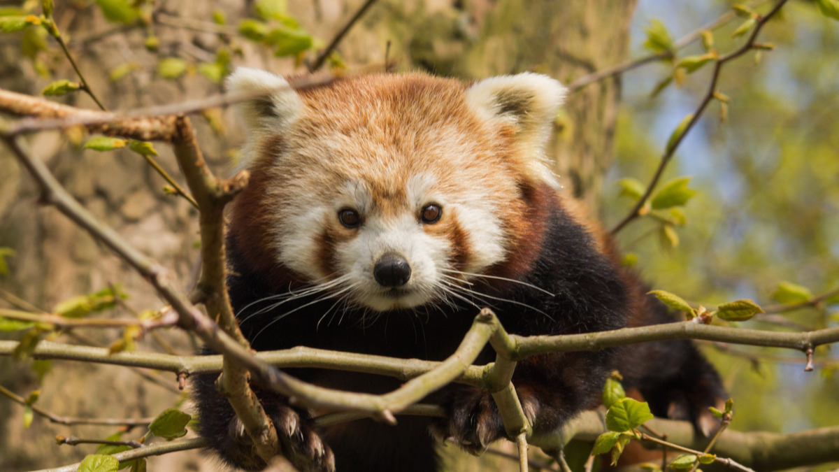 Rode panda Blijdorp dood | NOS