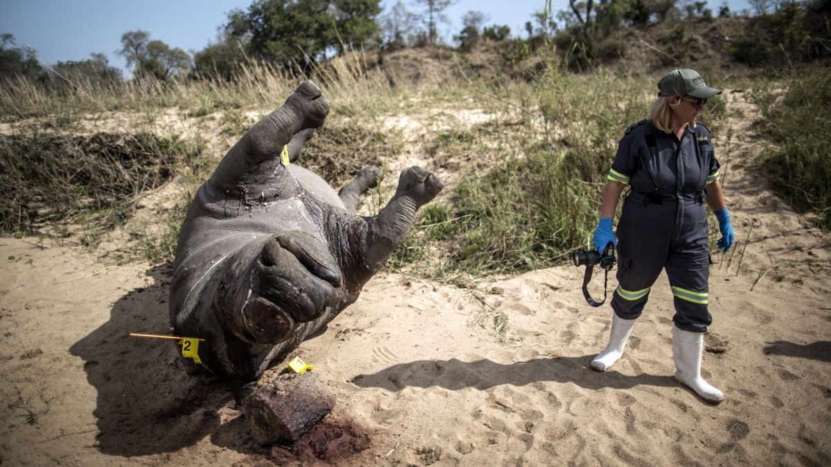 Handel in hoorn van neushoorn niet meer verboden in Zuid-Afrika