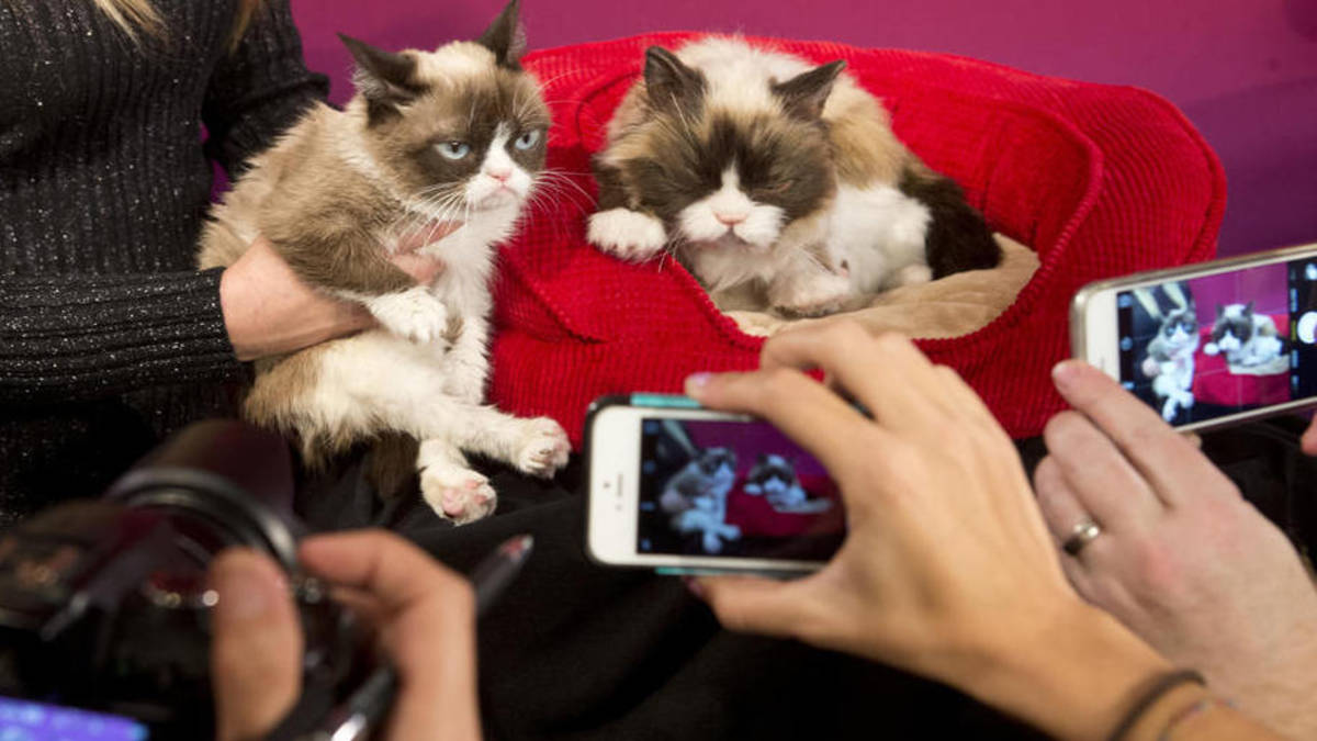 Grumpy Cat krijgt beeld in Madame Tussauds