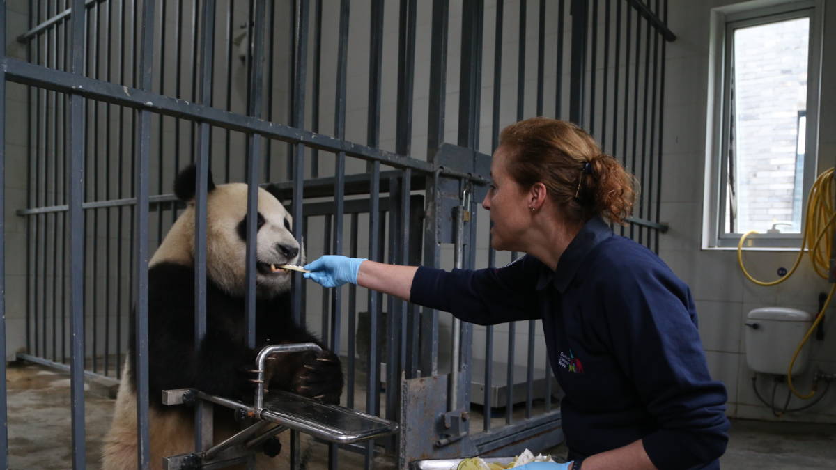 Pandapoep vegen en bamboe splijten op pandacursus in China