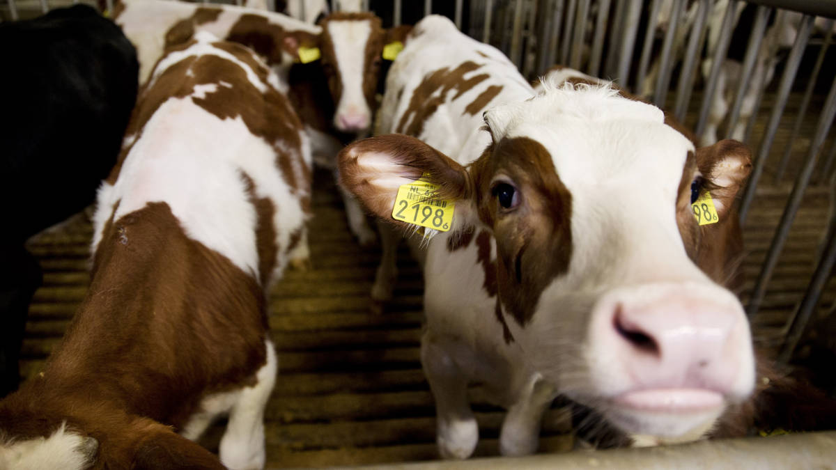 Boeren mogen kalfjes vroeg bij moeder weghalen