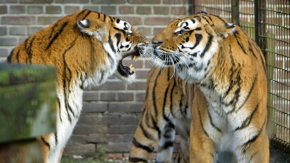 Een van de ontsnapte tijgers geraakt met verdovingsschot | NOS