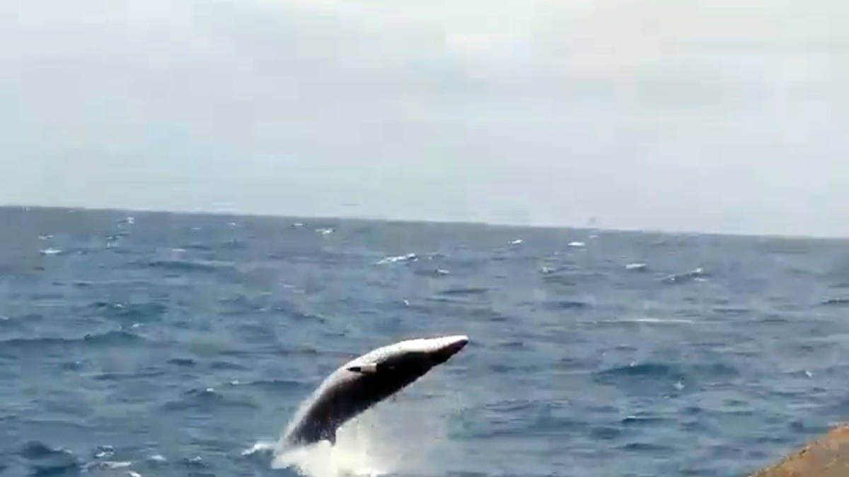 Urker vissers spotten dwergvinvis op de Noordzee