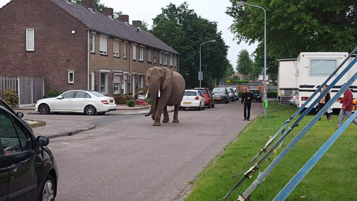 Olifant wandelt door Limburgse woonwijk