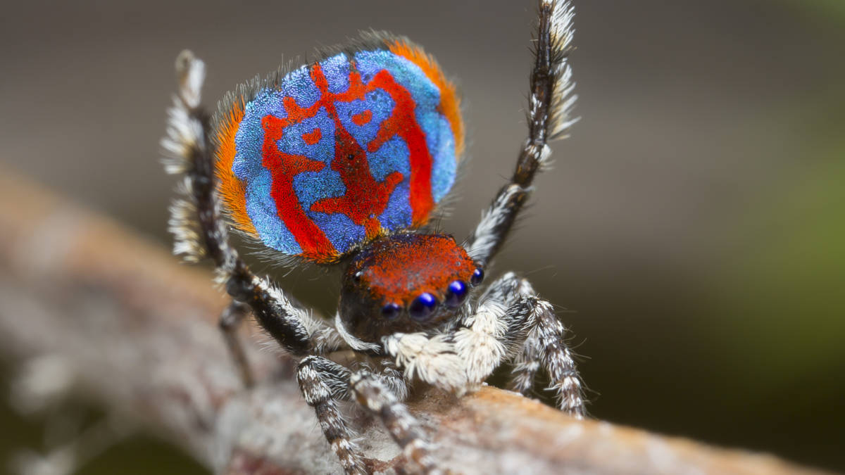Bang voor spinnen? Deze zijn wel heel schattig en mooi