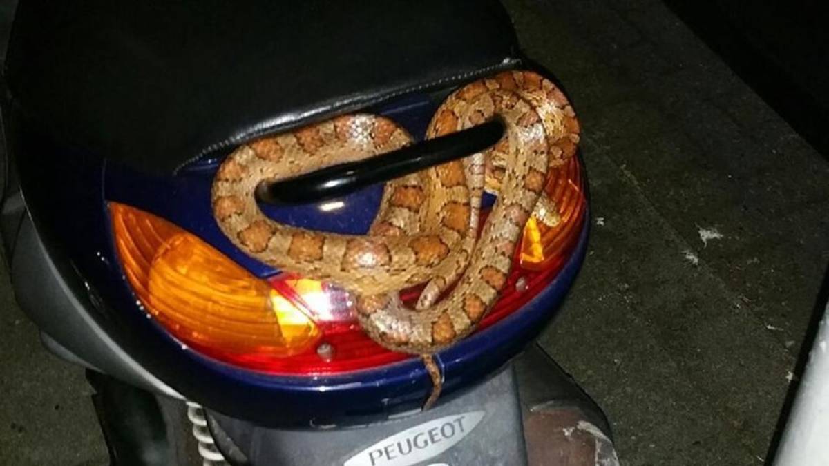 Help! Een slang op mijn scooter