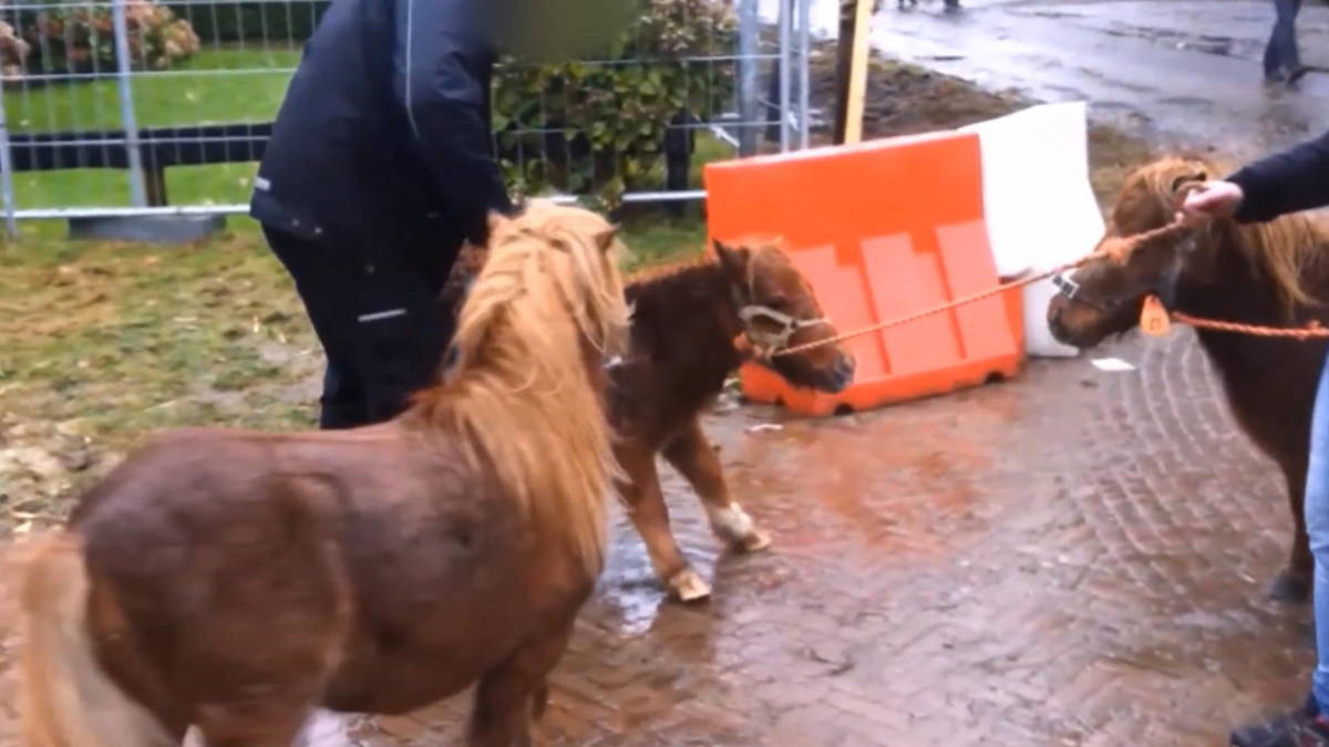 Beelden van paardenmishandeling