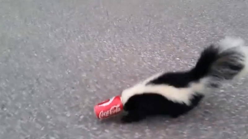 Stinkdier met hoofd vast in colablikje