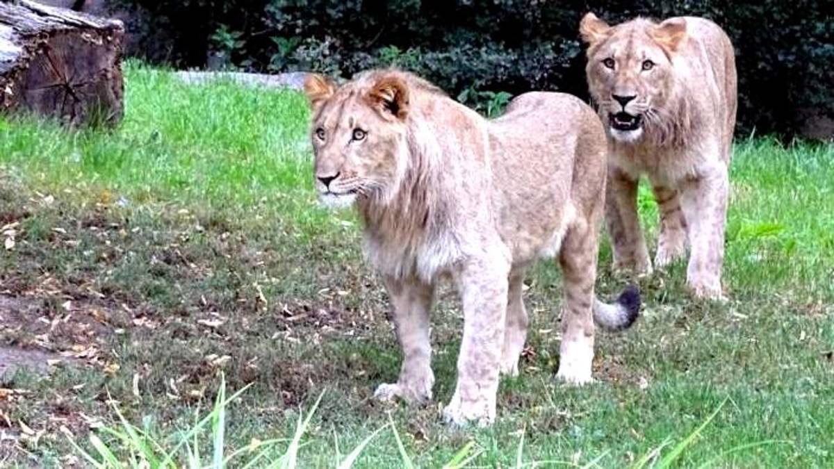 Leeuwen ontsnapt uit verblijf Duitse dierentuin