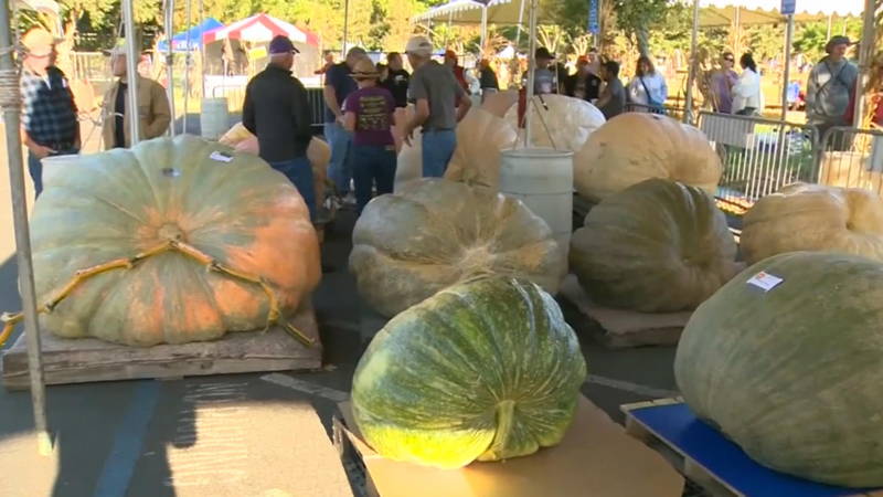 Wie heeft de grootste pompoen?