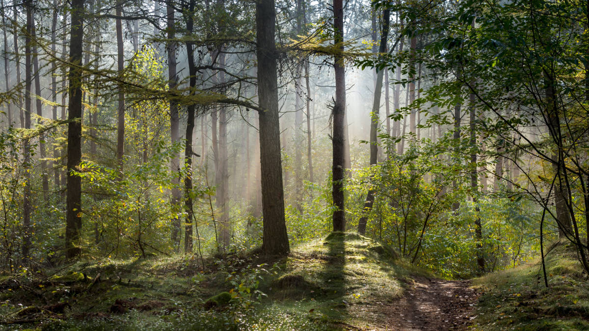 Plan voor meer bossen in Nederland