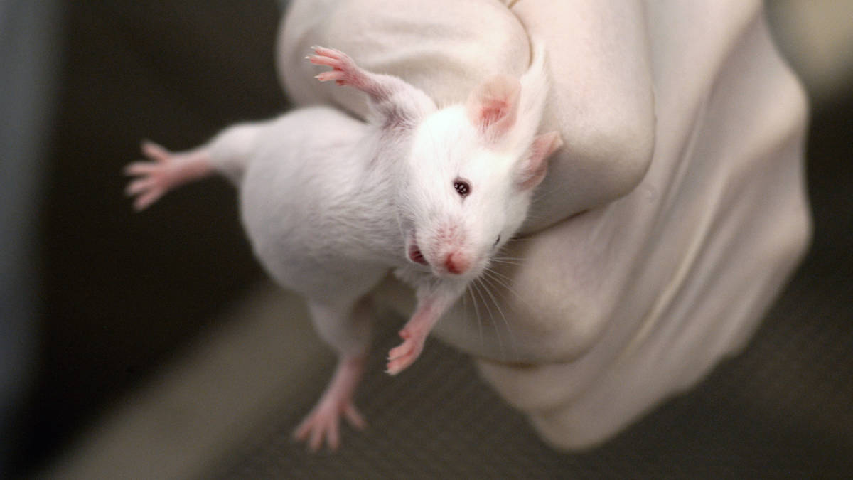 Drie vragen over proefdieren