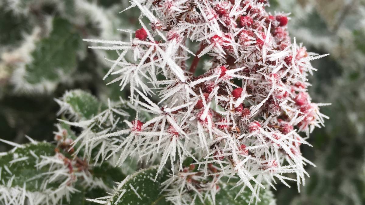 Ruige rijp tekent bomen stekelig en sprookjesachtig wit