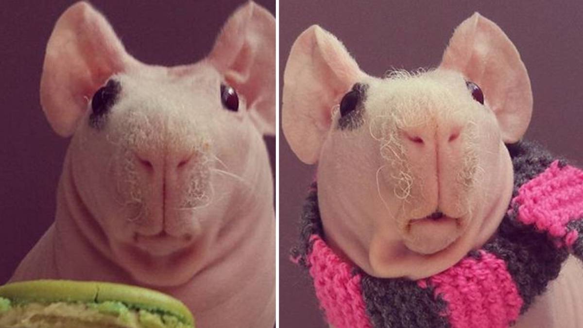 Naakte cavia populair op Instagram