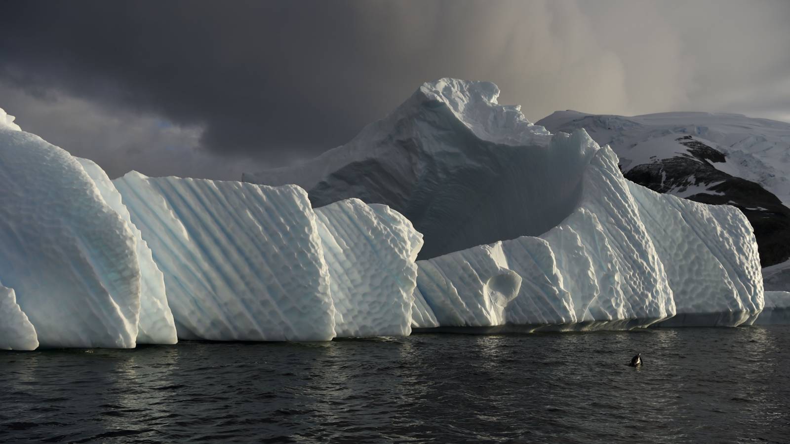 Vasteland Zuidpool zucht onder warmterecord van 17,5 graden | NOS