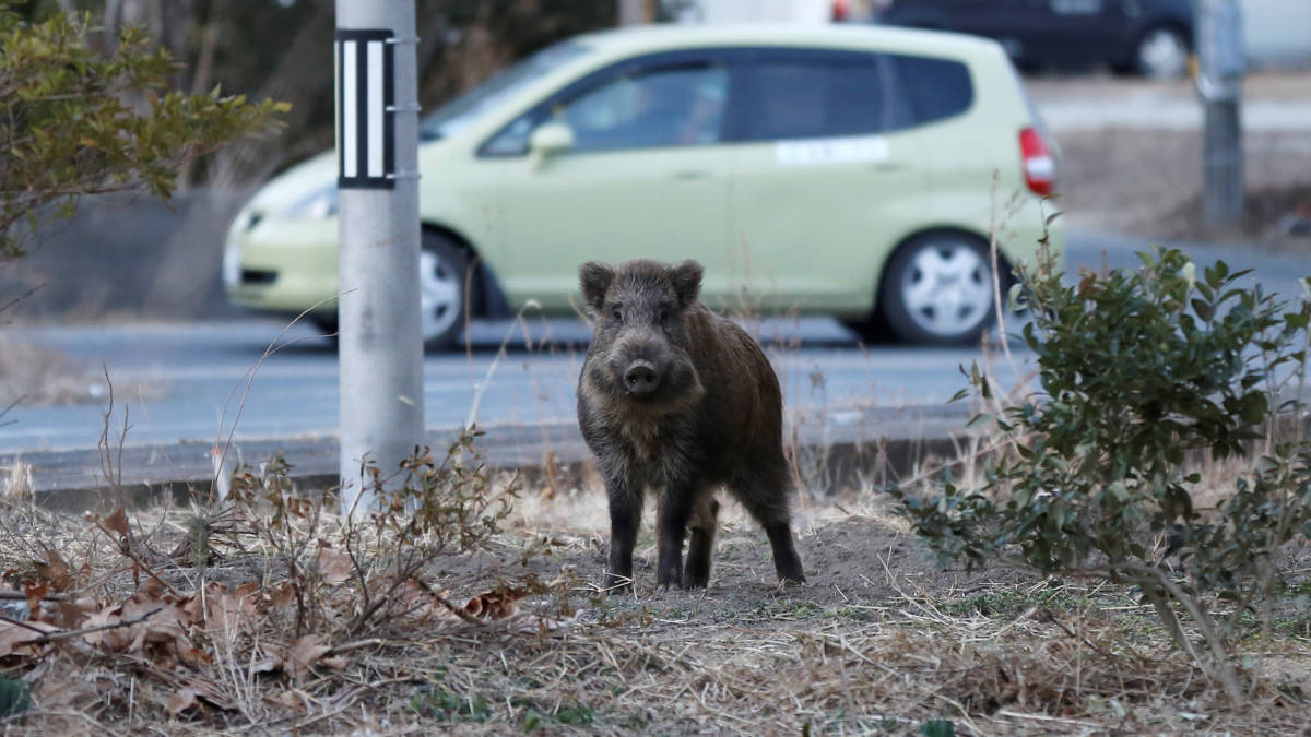 Zes jaar na de kernramp van Fukushima