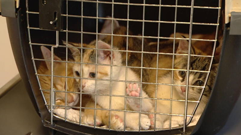 Speciaal team tegen dierenmishandeling