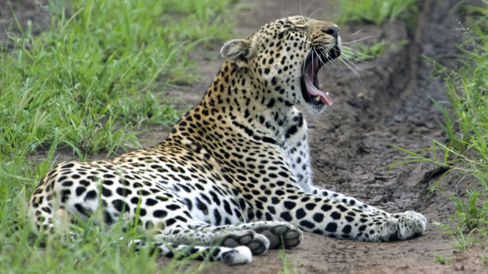 Kudde olifanten vertrapt vermoedelijke stroper in Krugerpark | NOS