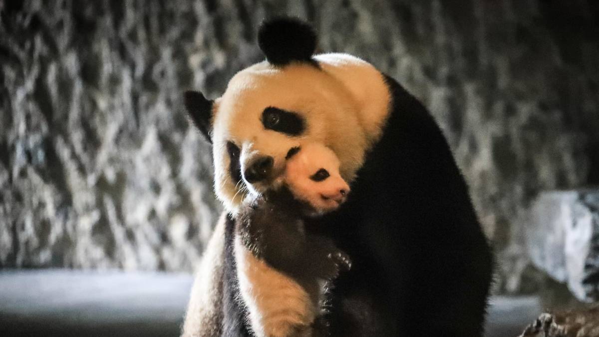 Leuk die panda's, maar een panda-effect hebben ze in België niet gezien
