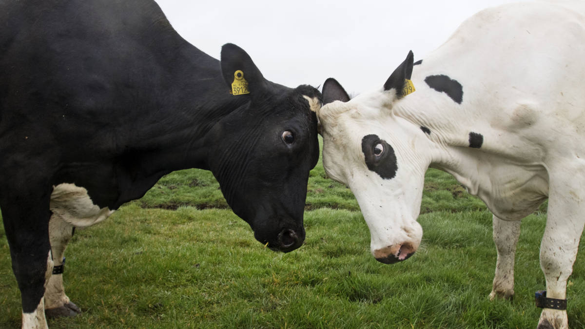 Coulance voor boeren met zeldzame koeienrassen