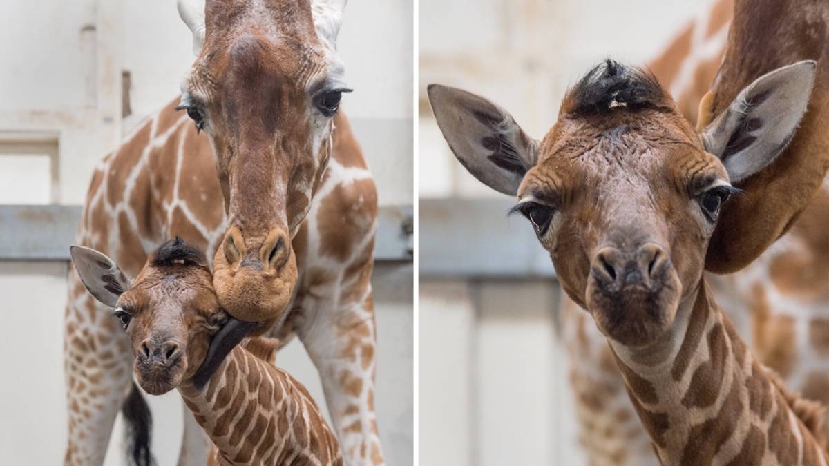 Miljoen mensen zien geboorte van giraffe