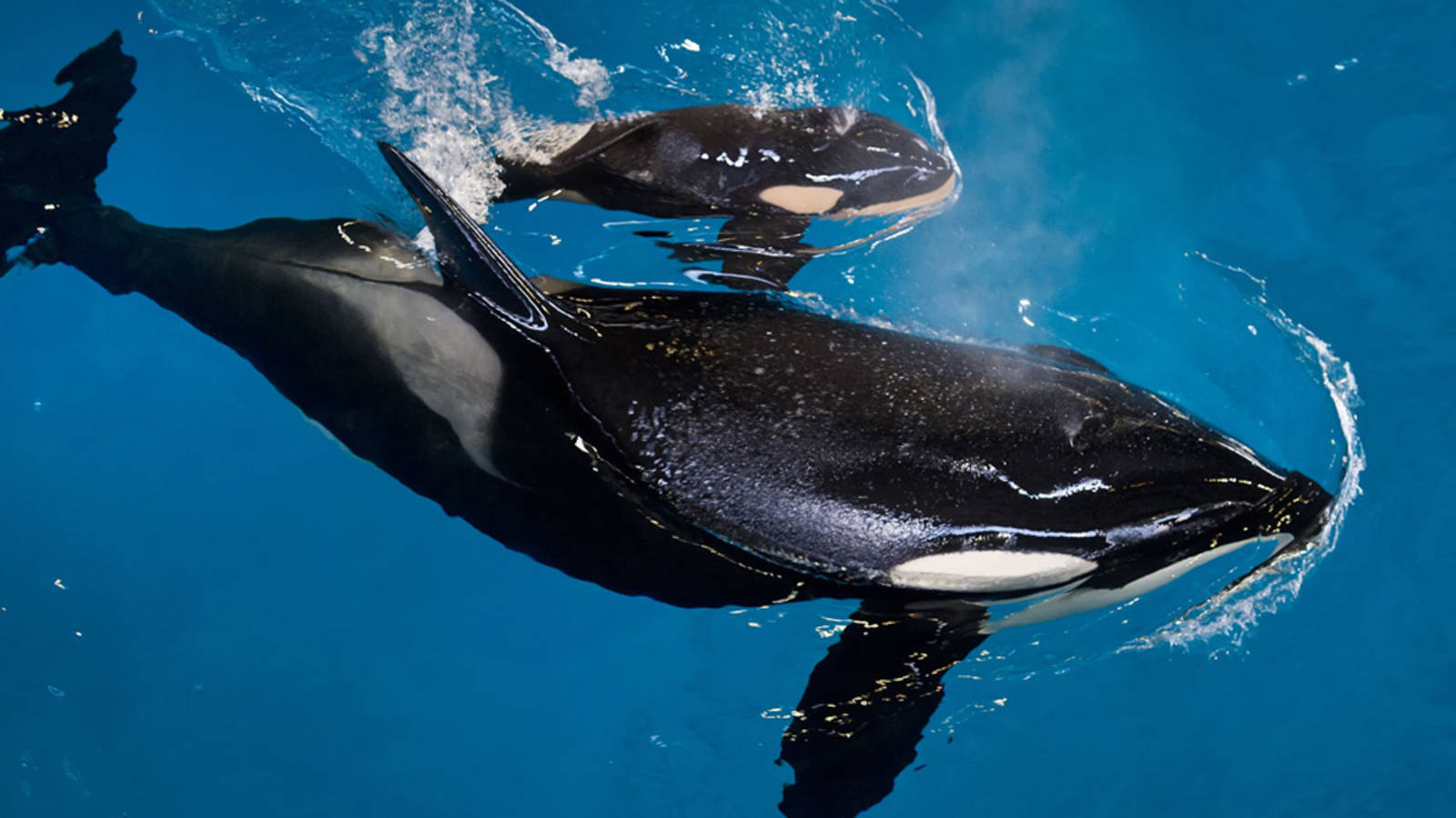 Laatste orka in gevangenschap geboren in SeaWorld | NOS