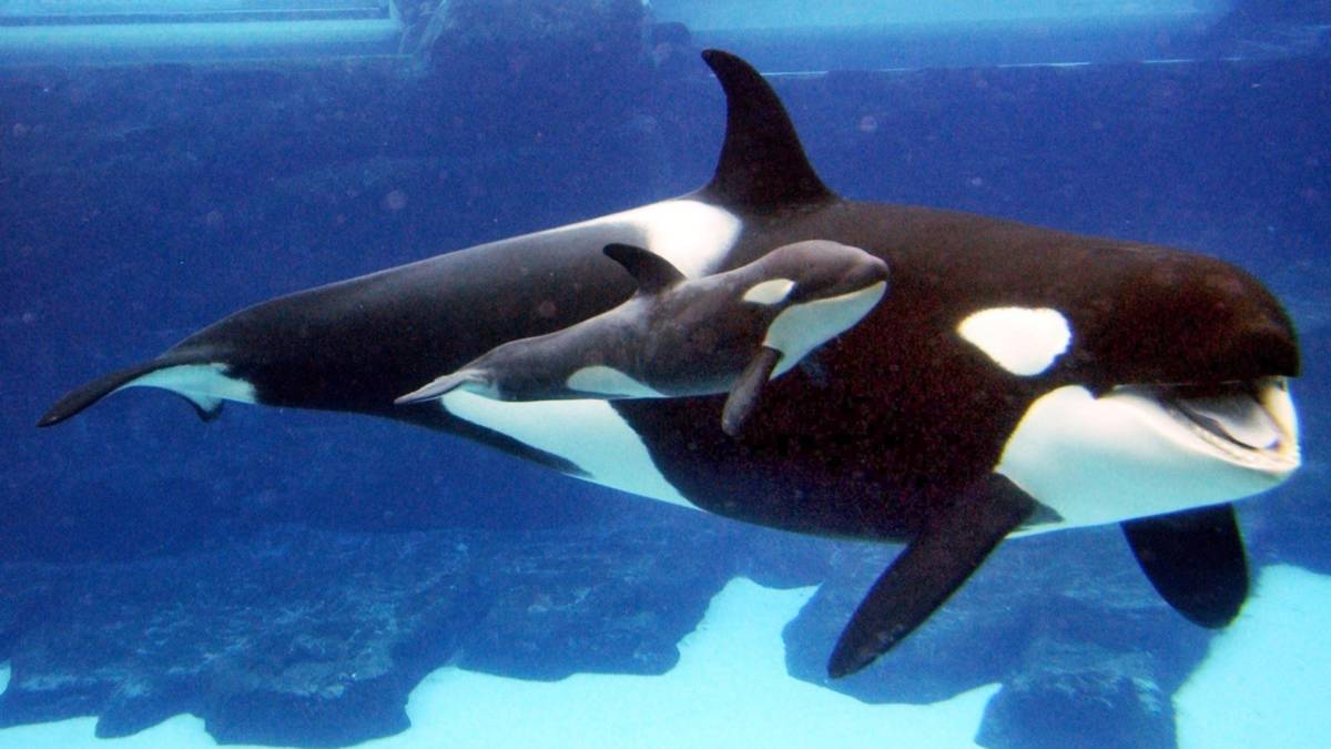 Laatste baby geboren, maar orka's blijven nog jaren optreden in SeaWorld