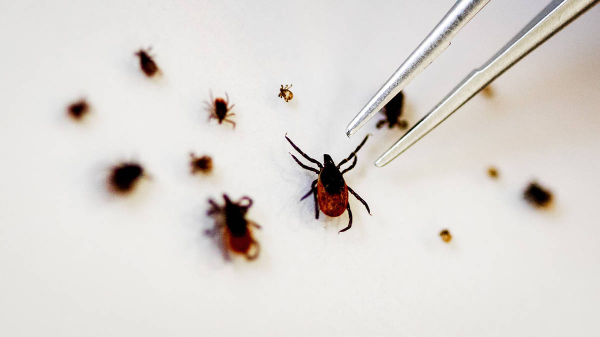 Lyme kost samenleving bijna 20 miljoen per jaar