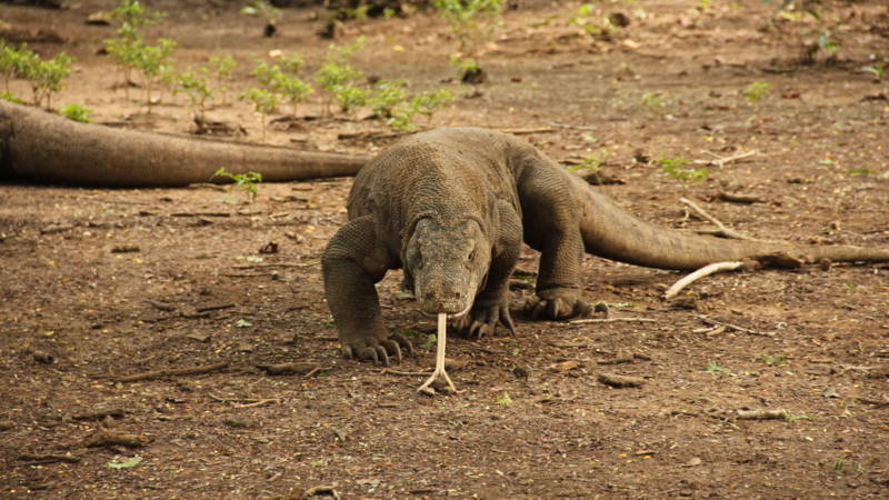 Filmende man komt te dicht bij komodovaraan: ernstig gewond
