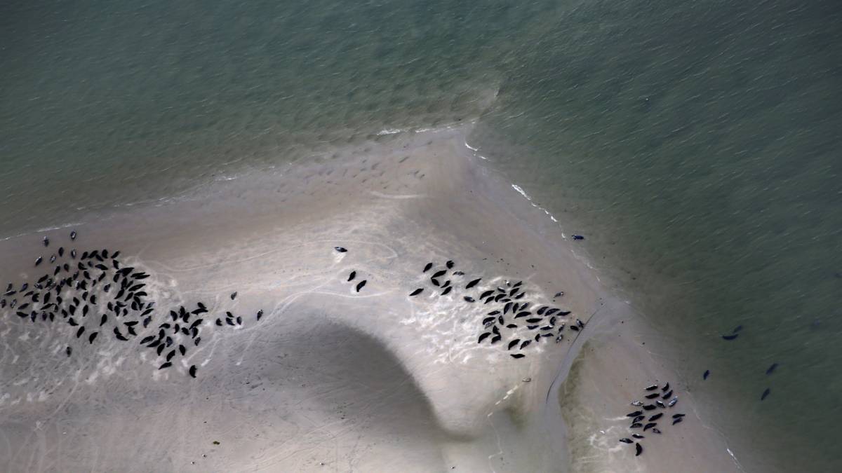 Rapport: droogvallen Waddenzee kan eind deze eeuw voorbij zijn