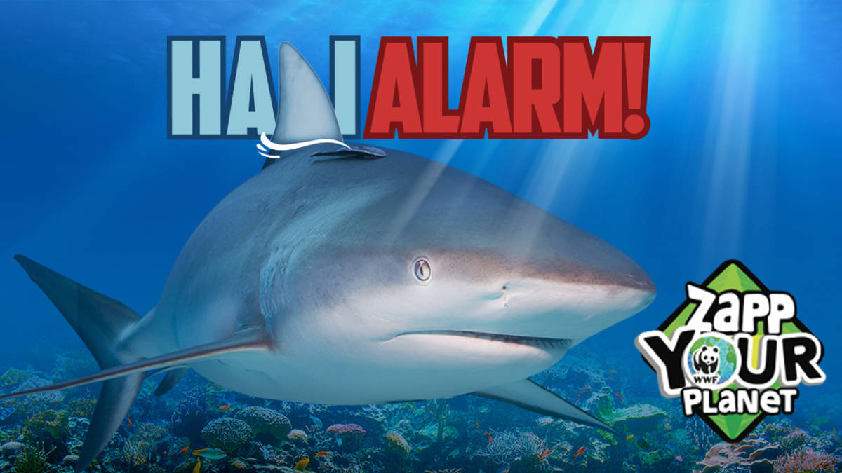 Zapp Your Planet actiedag voor haaien