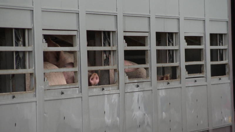 Opnieuw dierenmishandeling in Belgisch slachthuis