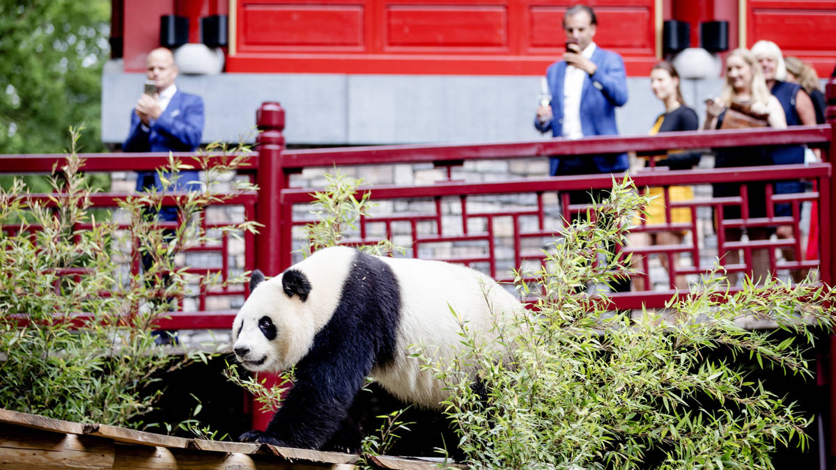 Panda's voor het eerst buiten in Ouwehands