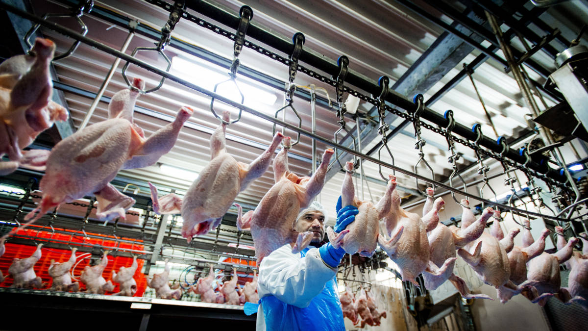 'NVWA pakte misstanden in slachthuizen niet aan'