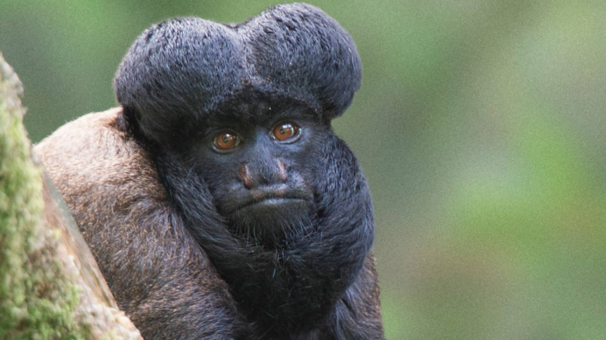 Nieuwe 'apen met baarden' in Nederland