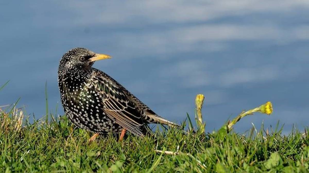 Spreeuw herovert titel op vogelteldag