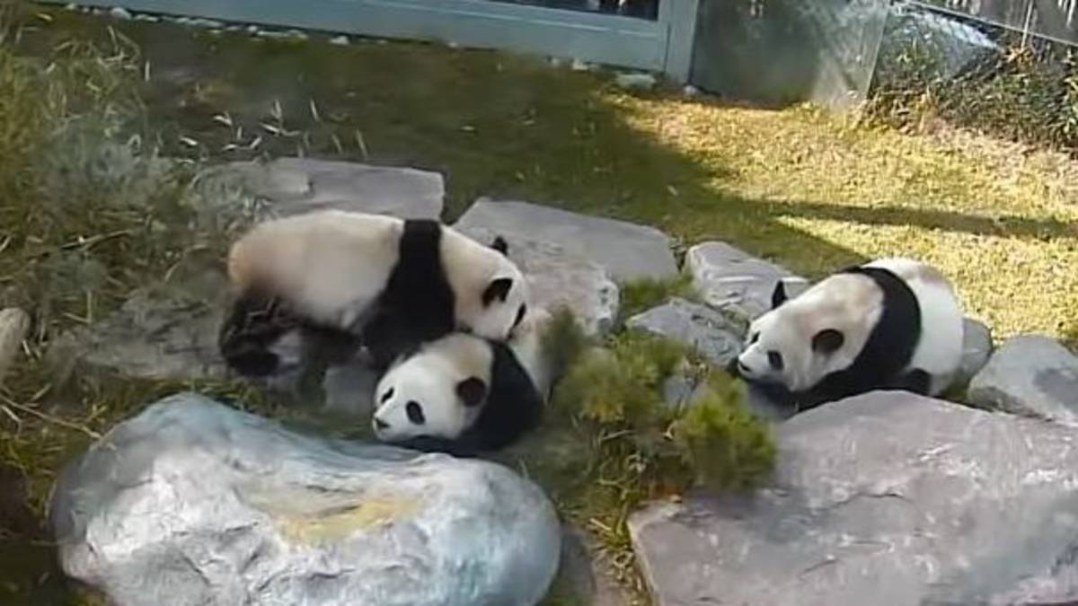 Grappig filmpje met vallende panda's gaat viral