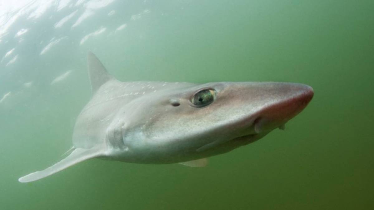 Roggen uitgezet in de zee