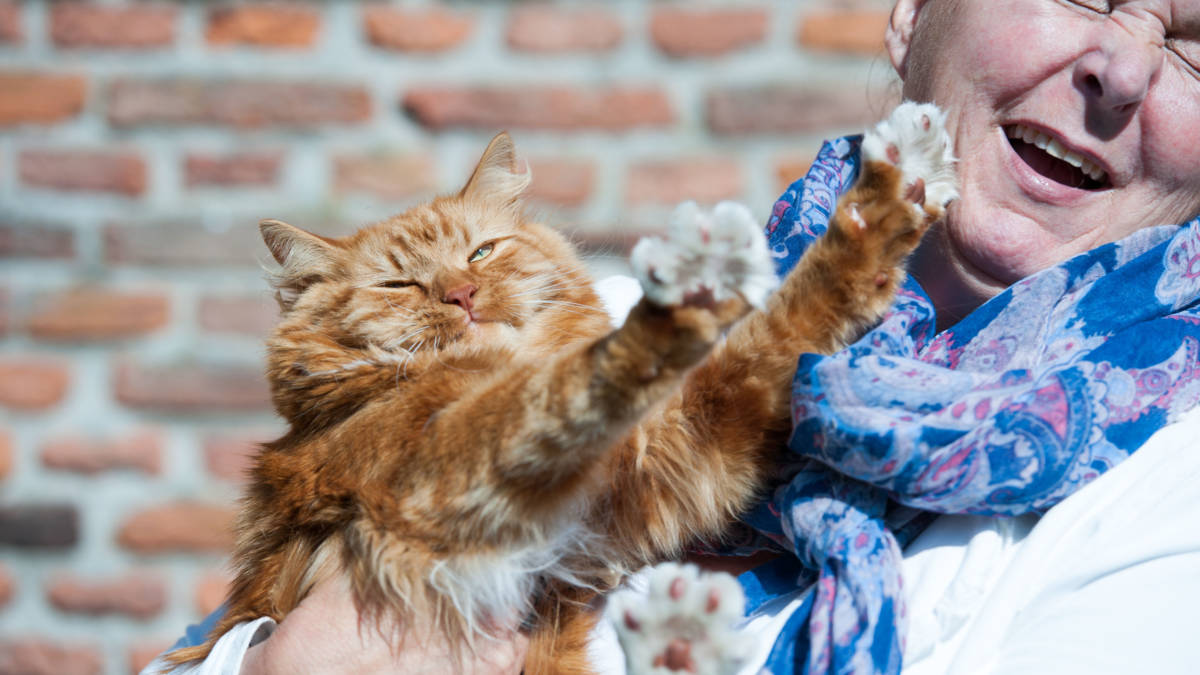 Onderzoekers: katten die één pootje gebruiken zijn speelser