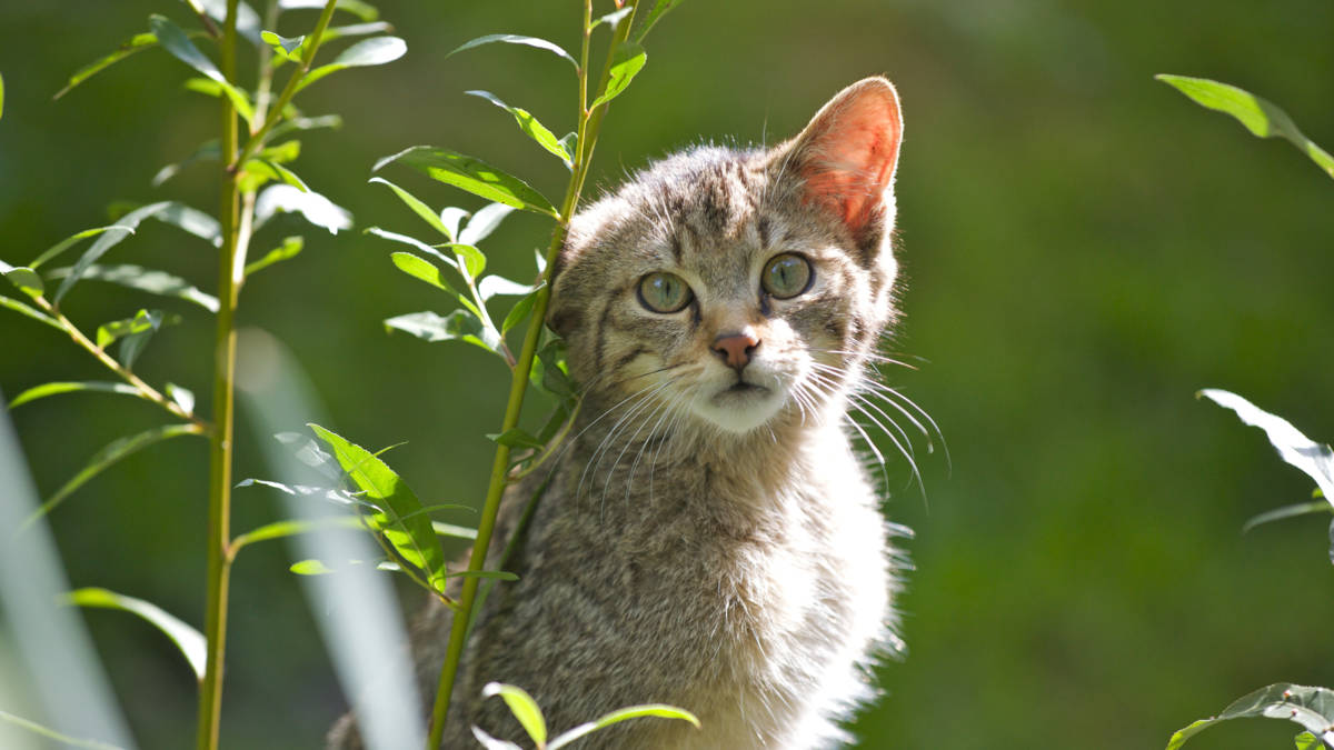 Wilde katten maken comeback in Nederland